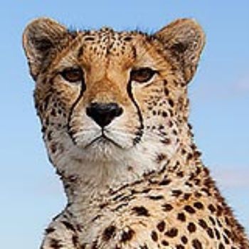 Suggest Names for Cheetahs Contest by MyGov: Submit by Oct 26 - School ...
