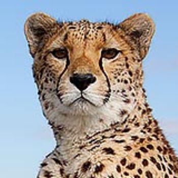 Tell Us the Importance of Treating Animals Well by MyGov: Submit by Oct ...